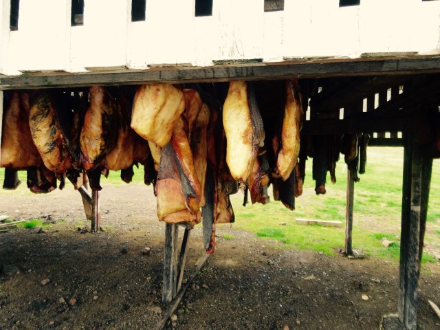 More adventures in Iceland: eating putrified shark | Still Life